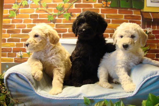 1000+ images about Labra-/Goldendoodles on Pinterest